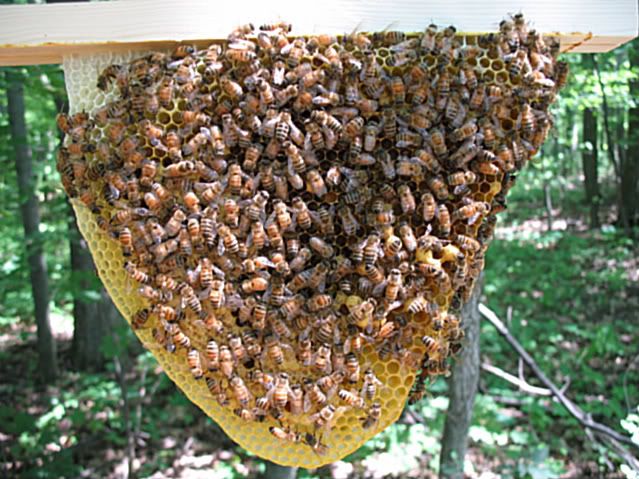 Newly established tbh swarmed with new queen cells in process | Beesource Beekeeping Forums